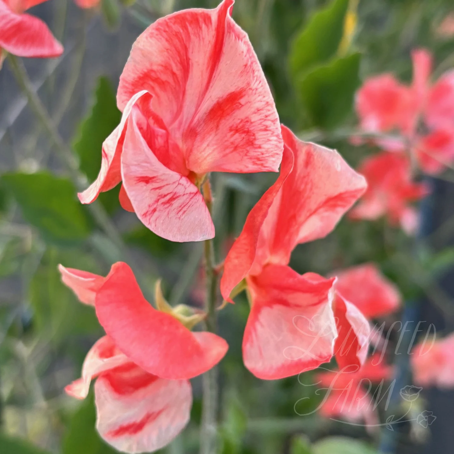 Sweet Pea Seeds — Lunaseed Farm