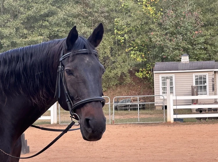 Bramblewood Stables