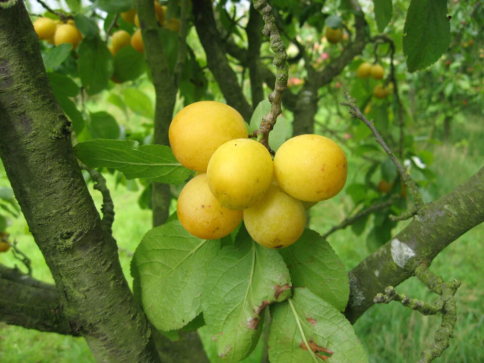 Our Fruit — Leith house orchards