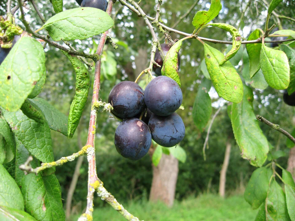 Our Fruit — Leith house orchards