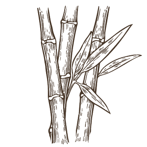 Sugar Cane Fiber — Natural Fiber Solutions
