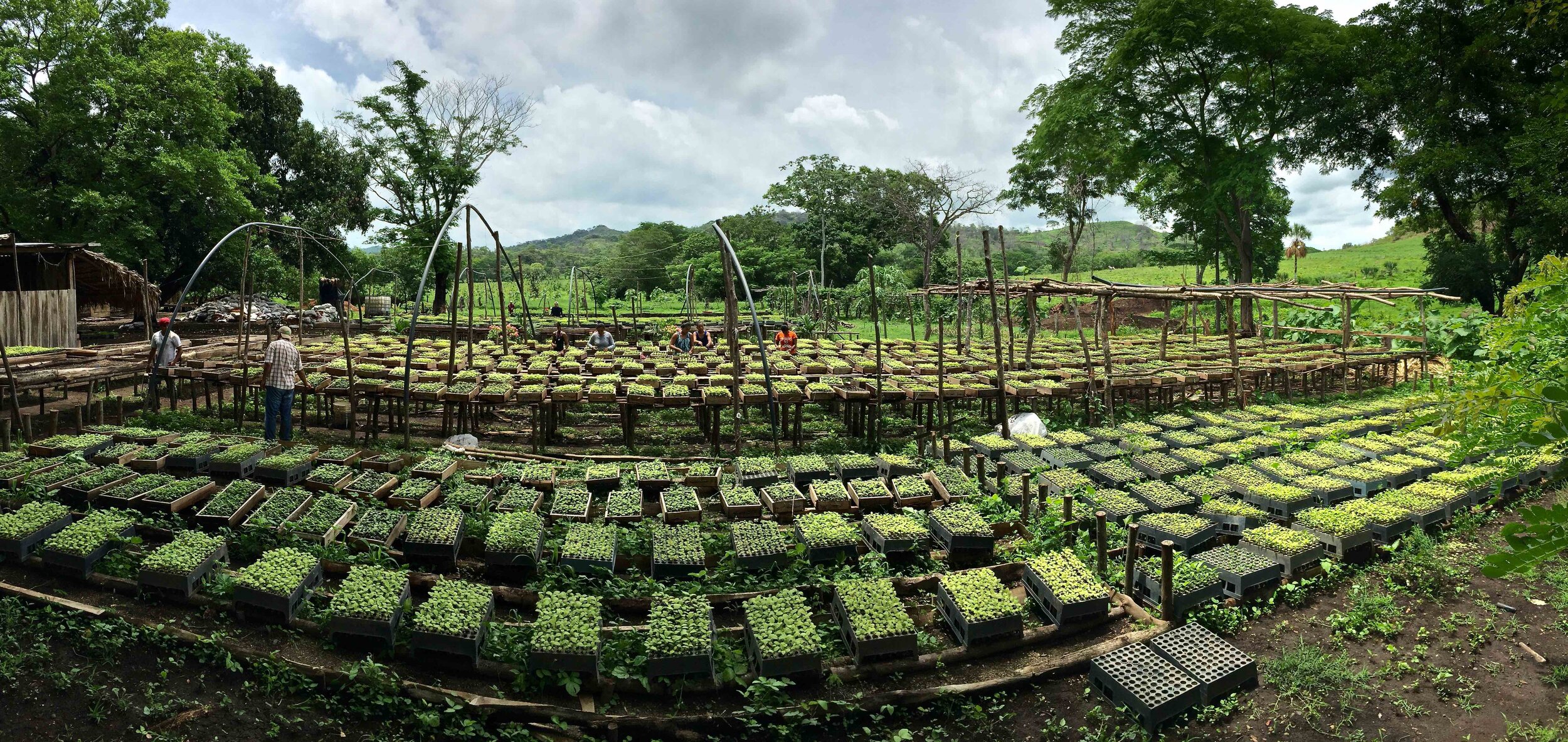 Plantation Forestry — Maderas Sostenibles