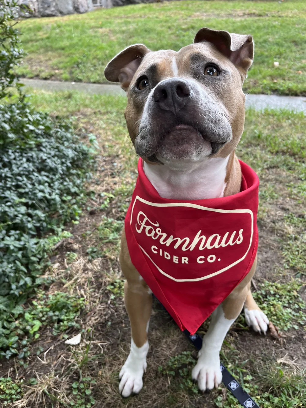 Store — Farmhaus Cider