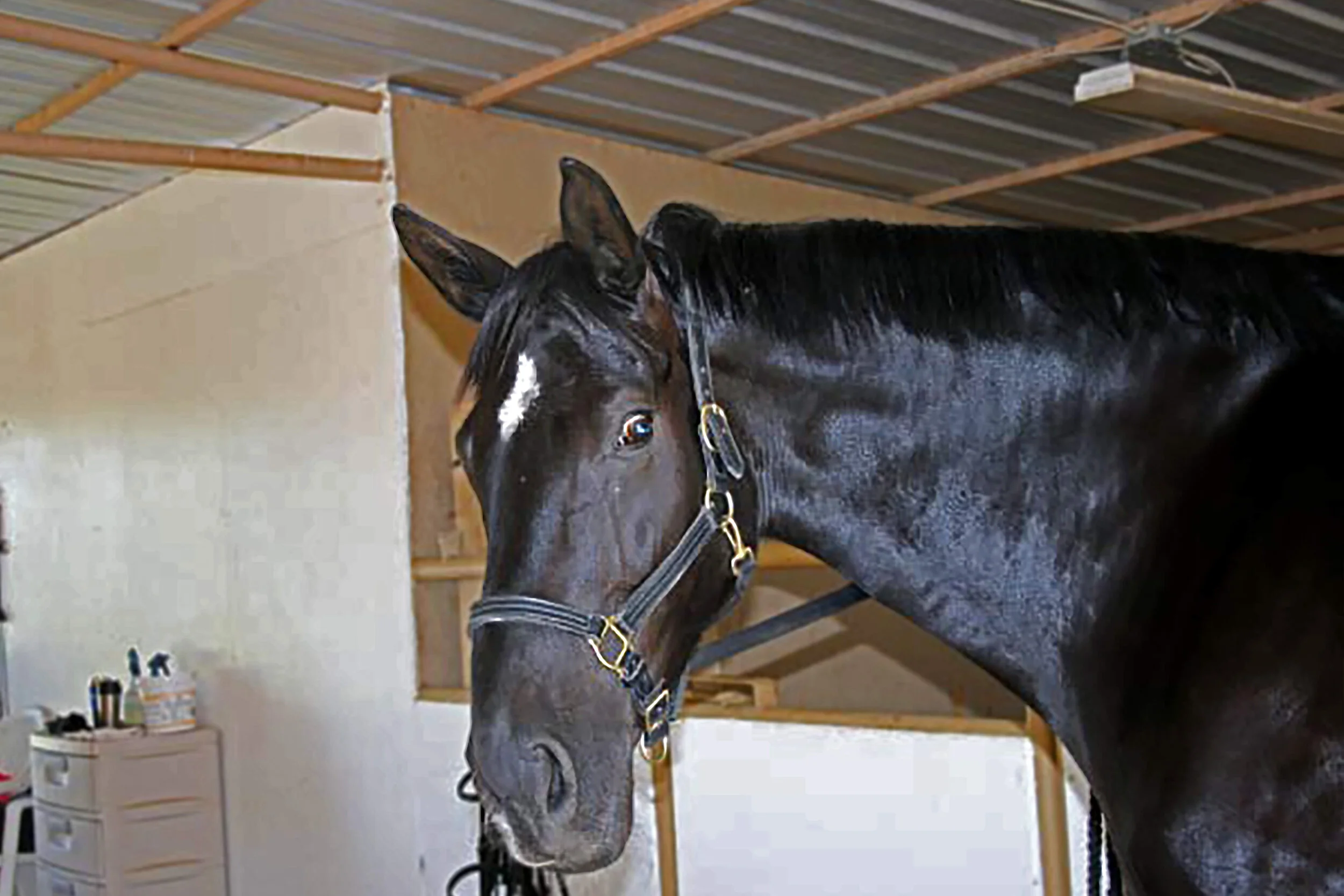 Equestrian Coaching — Life's Compass