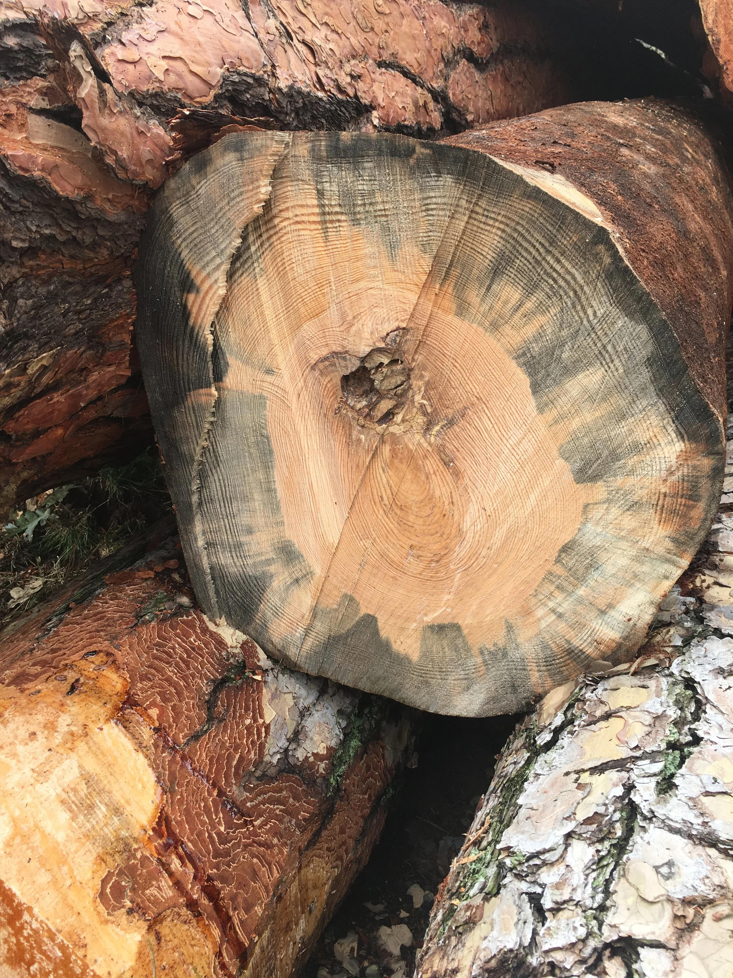 Sorosis Park Pines taken over by beetle — Columbia Community Connection