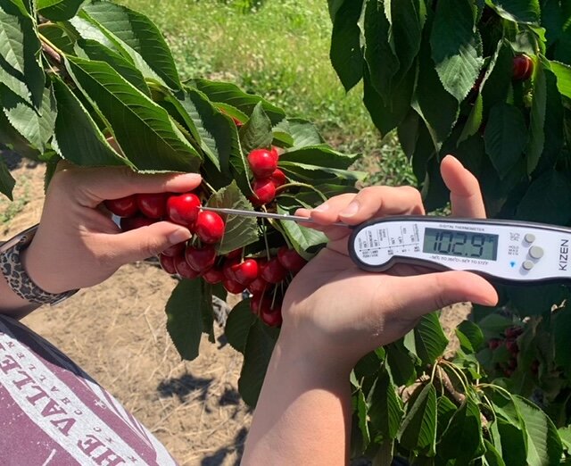 Northwest Growers Lose Millions Of Pounds Of Cherries During Heatwave