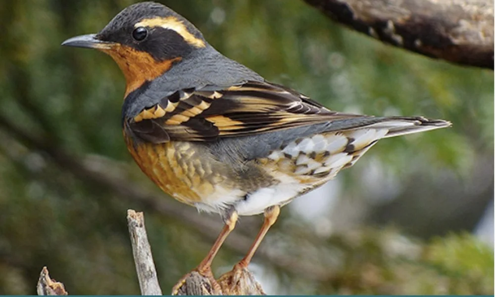 Have you seen these birds at your winter feeders? — Columbia Community ...