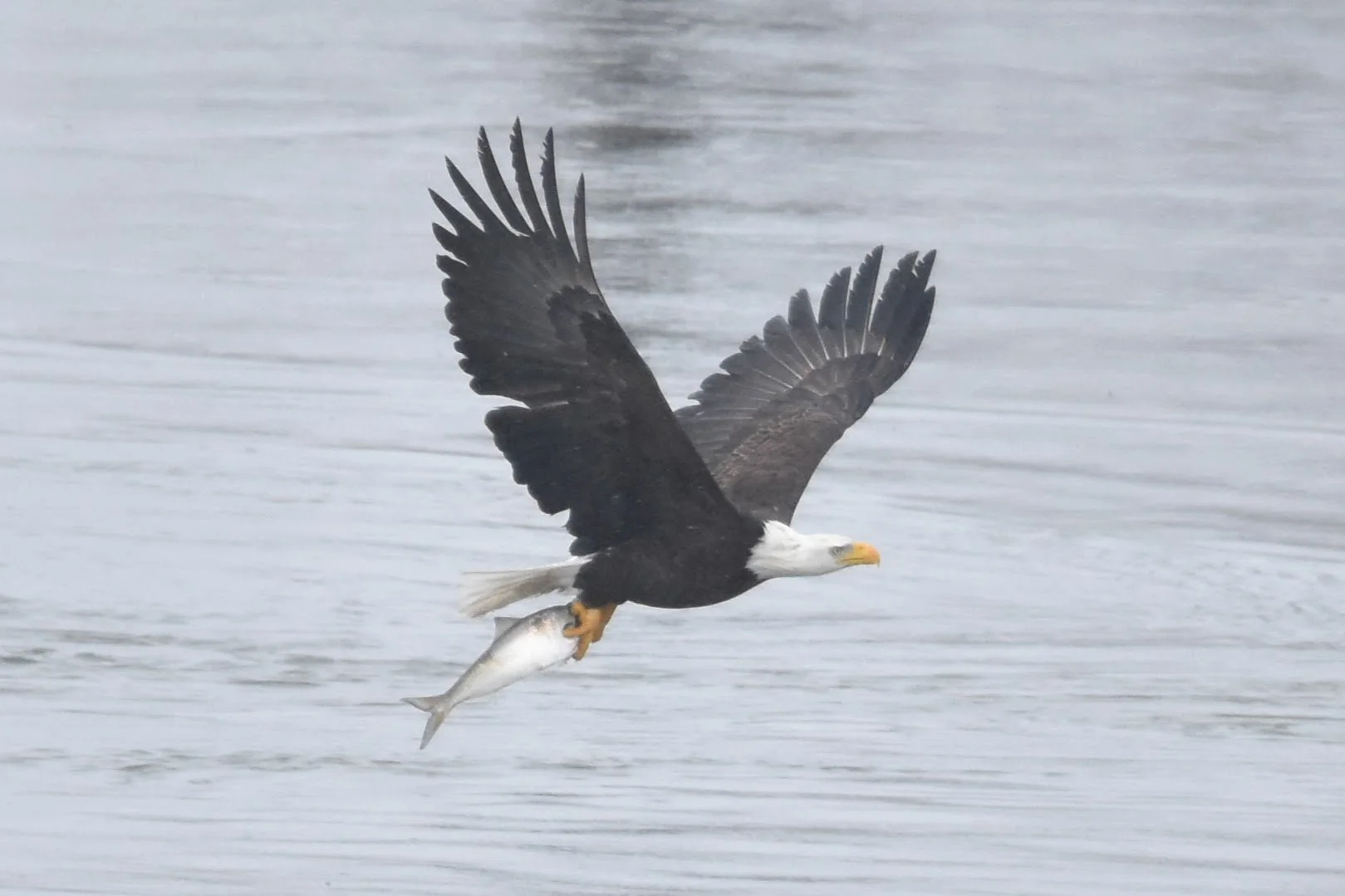 Photo Gallery: Eagle Watch 2024 — Columbia Community Connection News ...