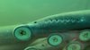 Step into the Fascinating World of Pacific Lamprey on June 24 at ...
