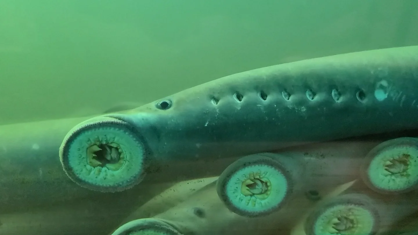 Step into the Fascinating World of Pacific Lamprey on June 24 at ...