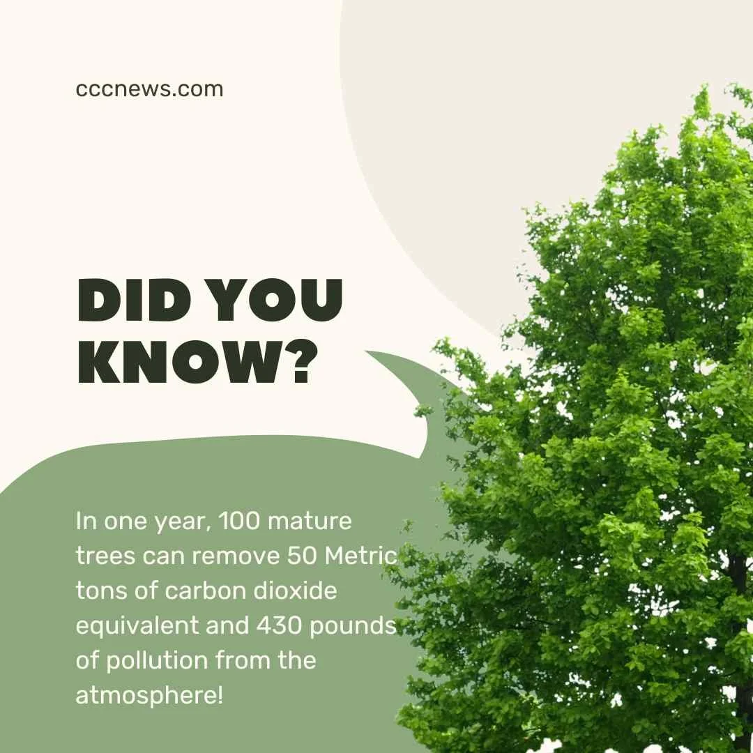 CCCNews Plants 100 Trees in Oregon for International Forest Day ...