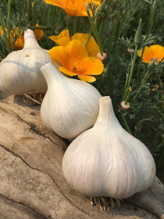 Antelope Creek Garlic naturally grown in Montana USA