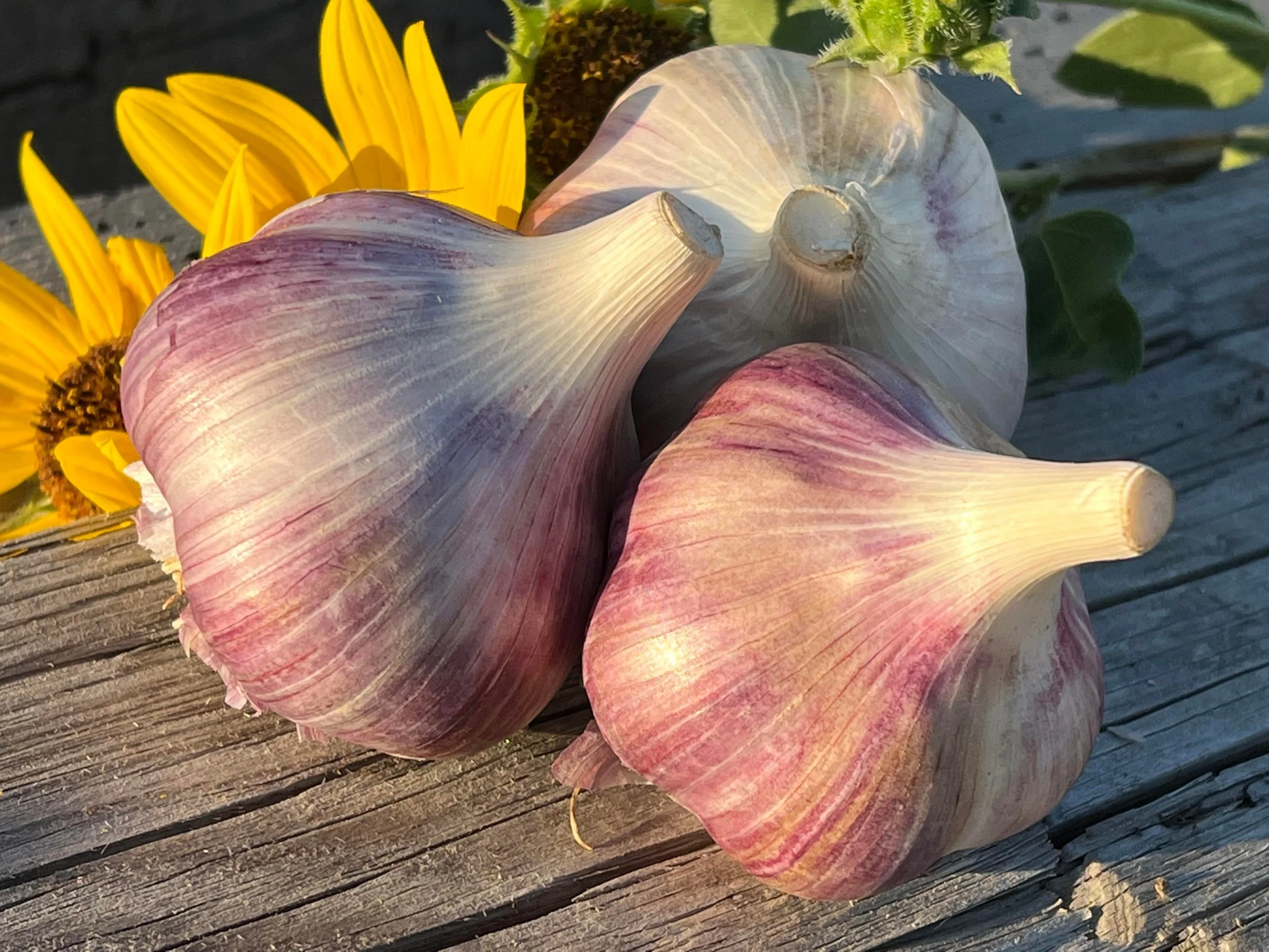 Antelope Creek Garlic naturally grown in Montana USA