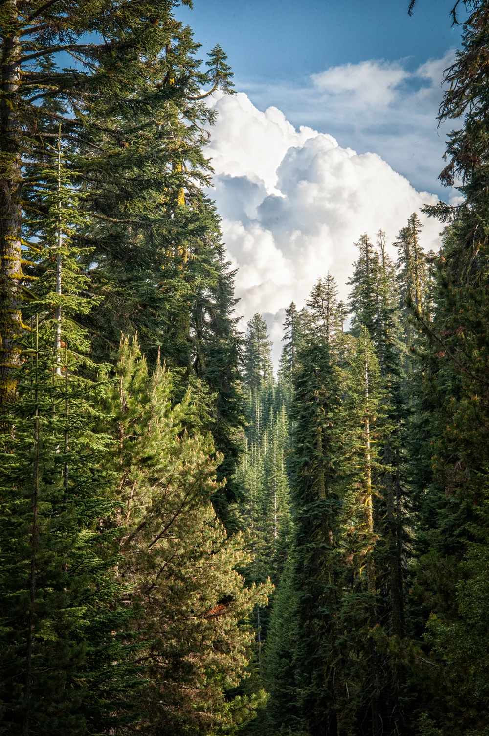 Blue Forest Conservation