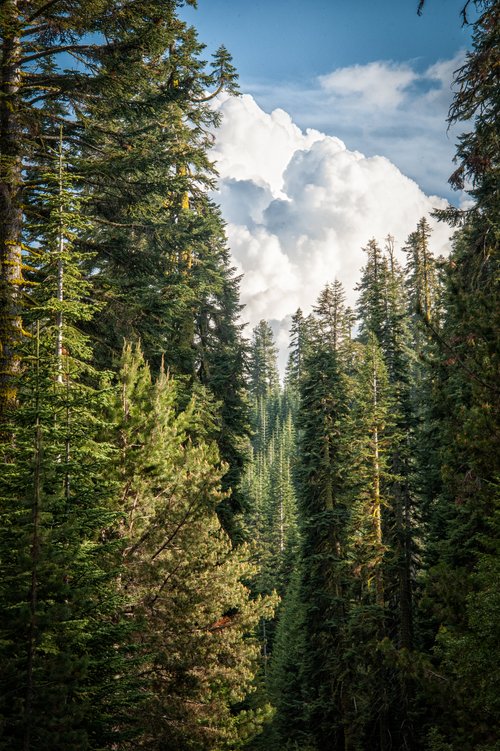 Blue Forest Conservation