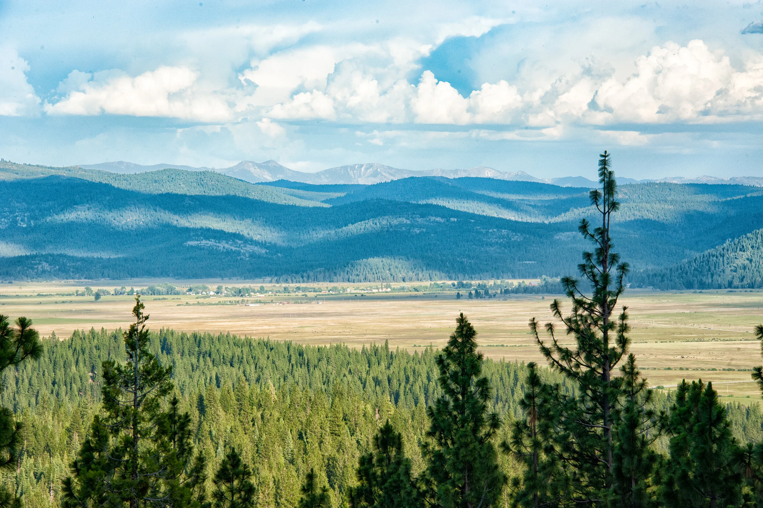 Blue Forest Conservation