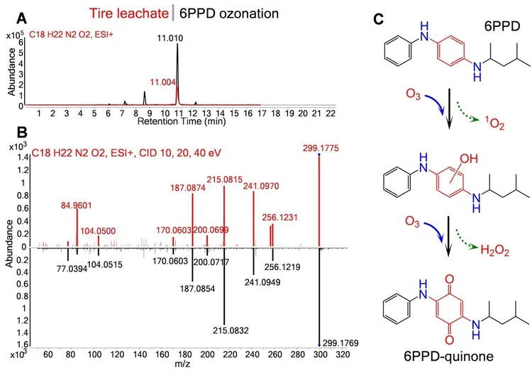 A ubiquitous tire rubber–derived chemical induces acute mortality in ...