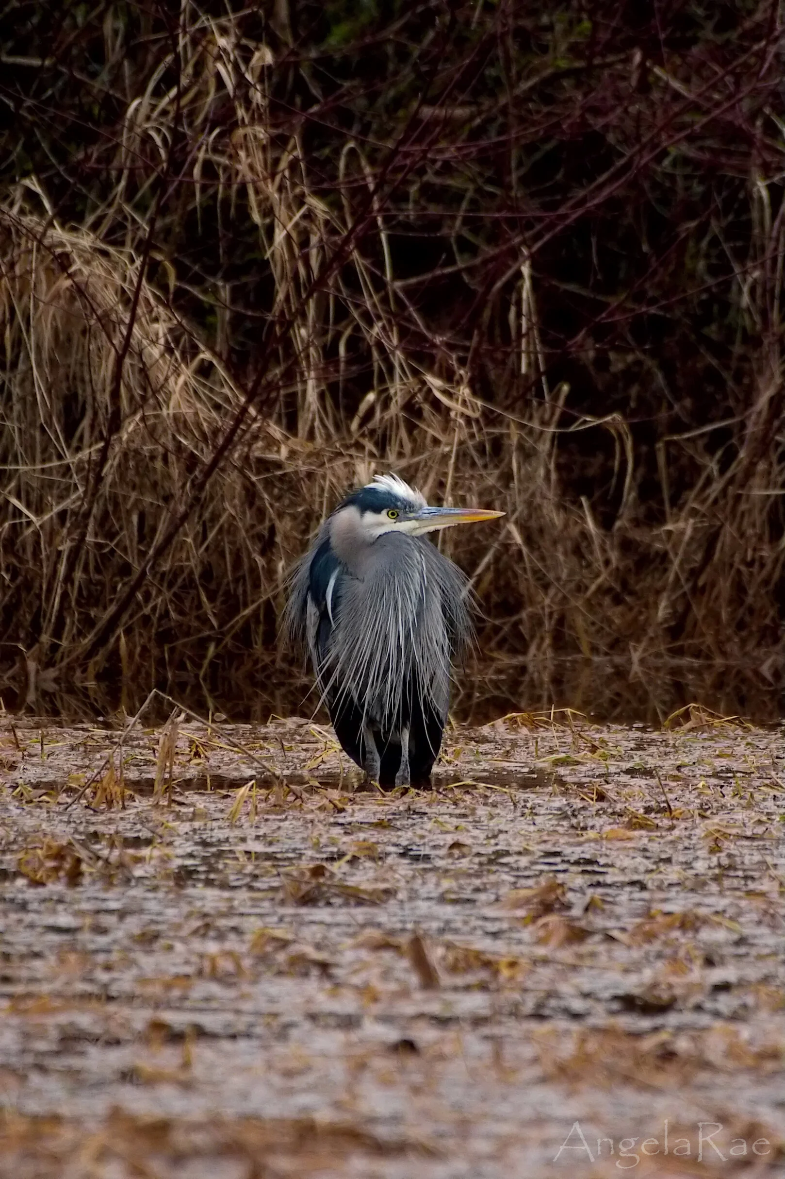 Blog — angelarae.ca