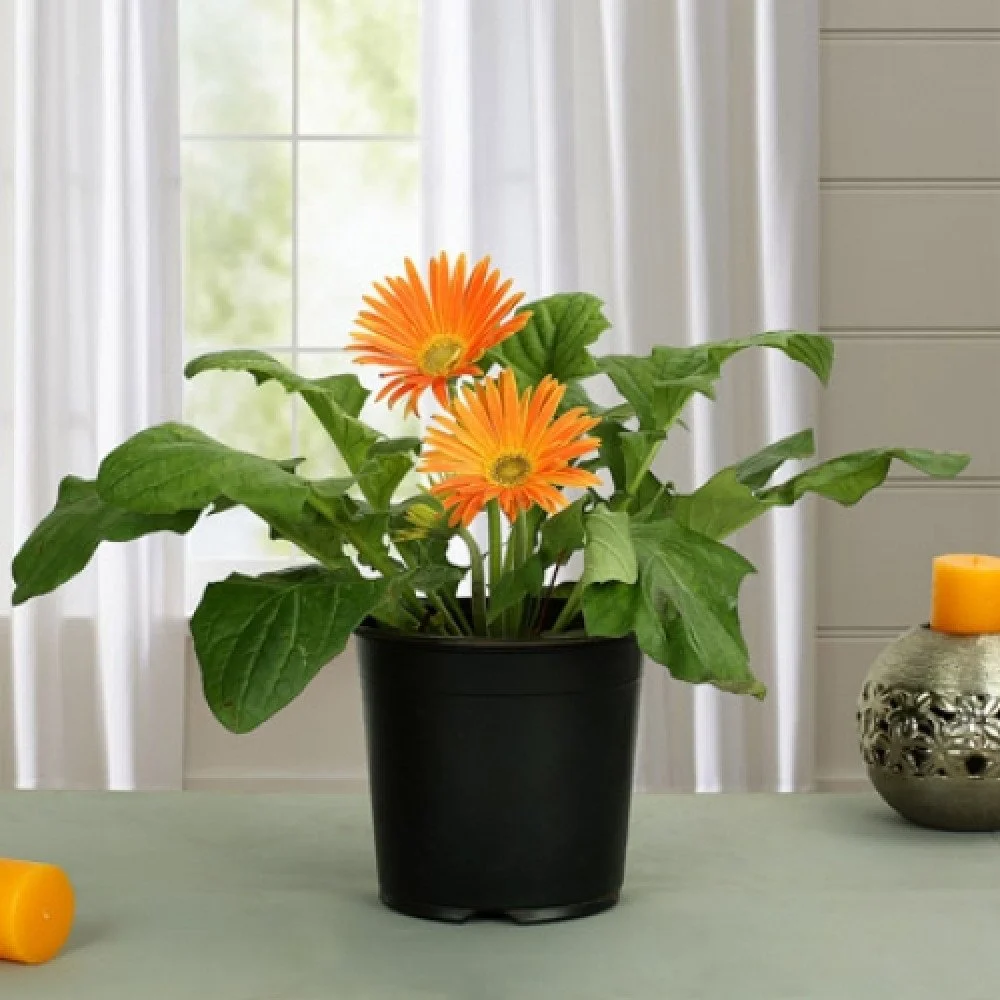 Designer's Choice Fresh Flower Arrangement — Sungrove Blossoms ...