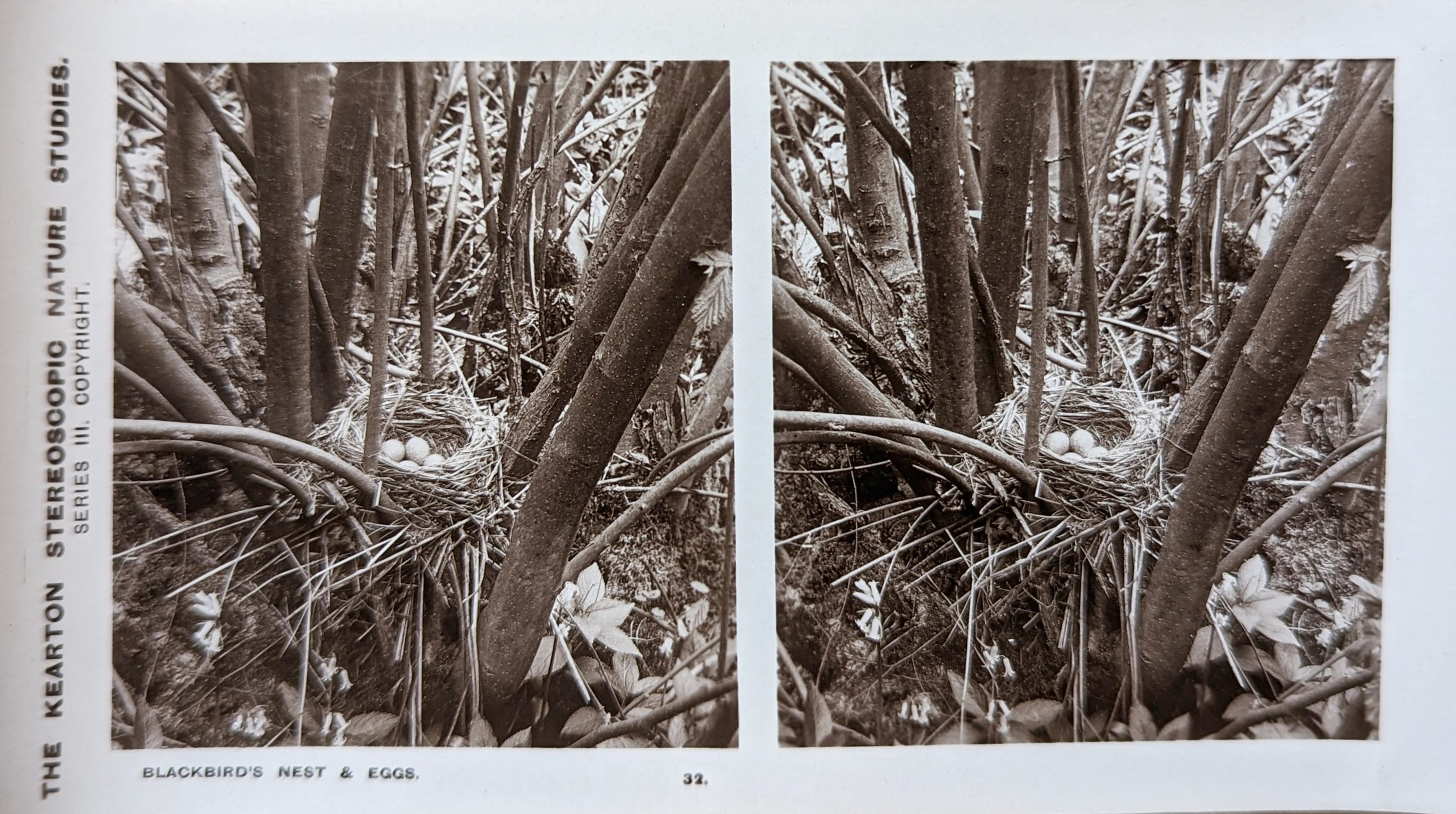 Vivascope Stereoscope | Vivagraphs | Harry Cox, F.Z.S. | 1910s England ...