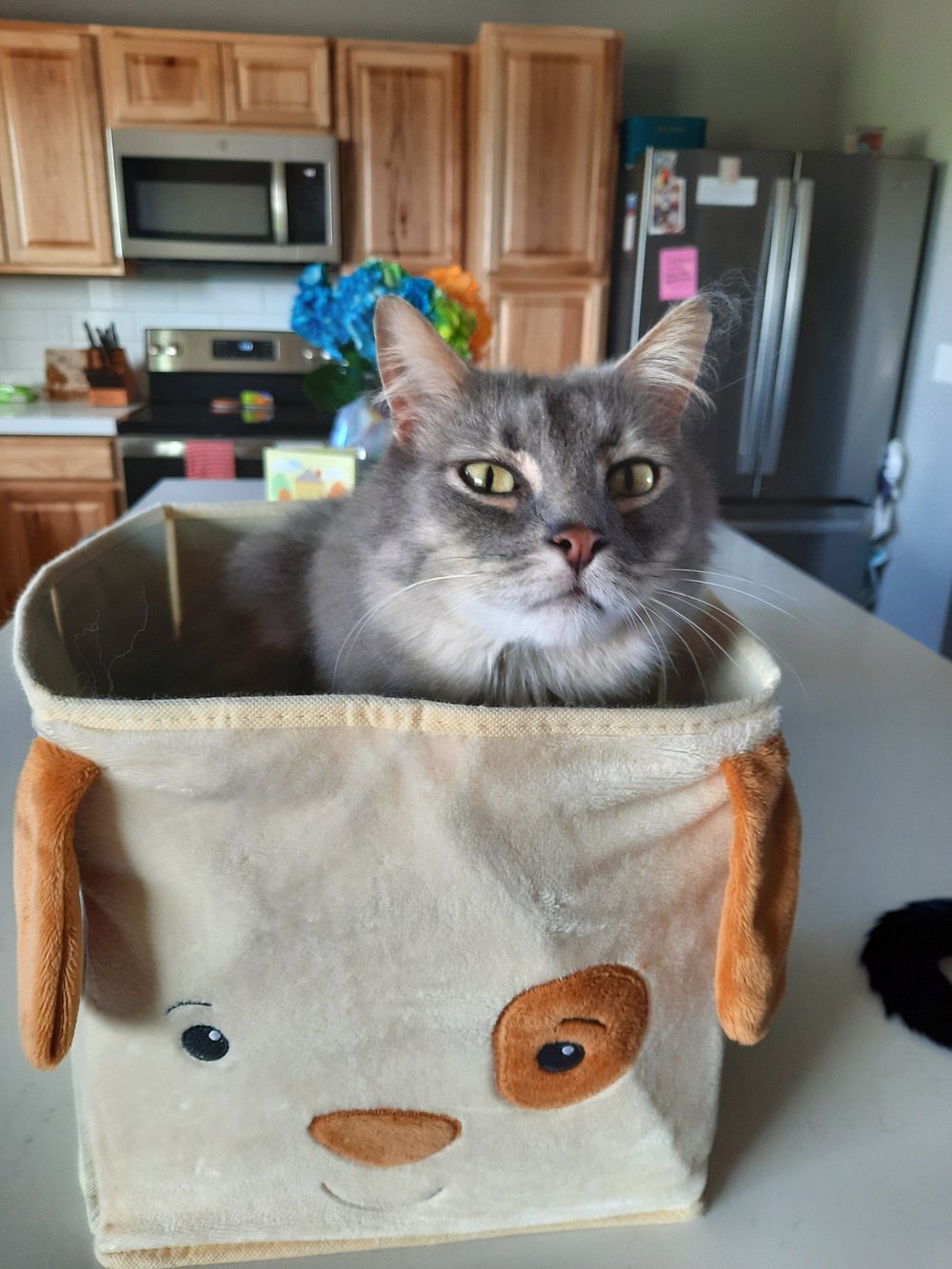 Housesitting | What is it and how does it work? — Wilderland Media