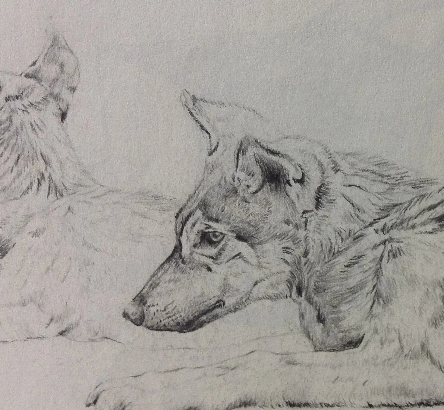 Graphite Drawings — Lenny Russo Fine Art