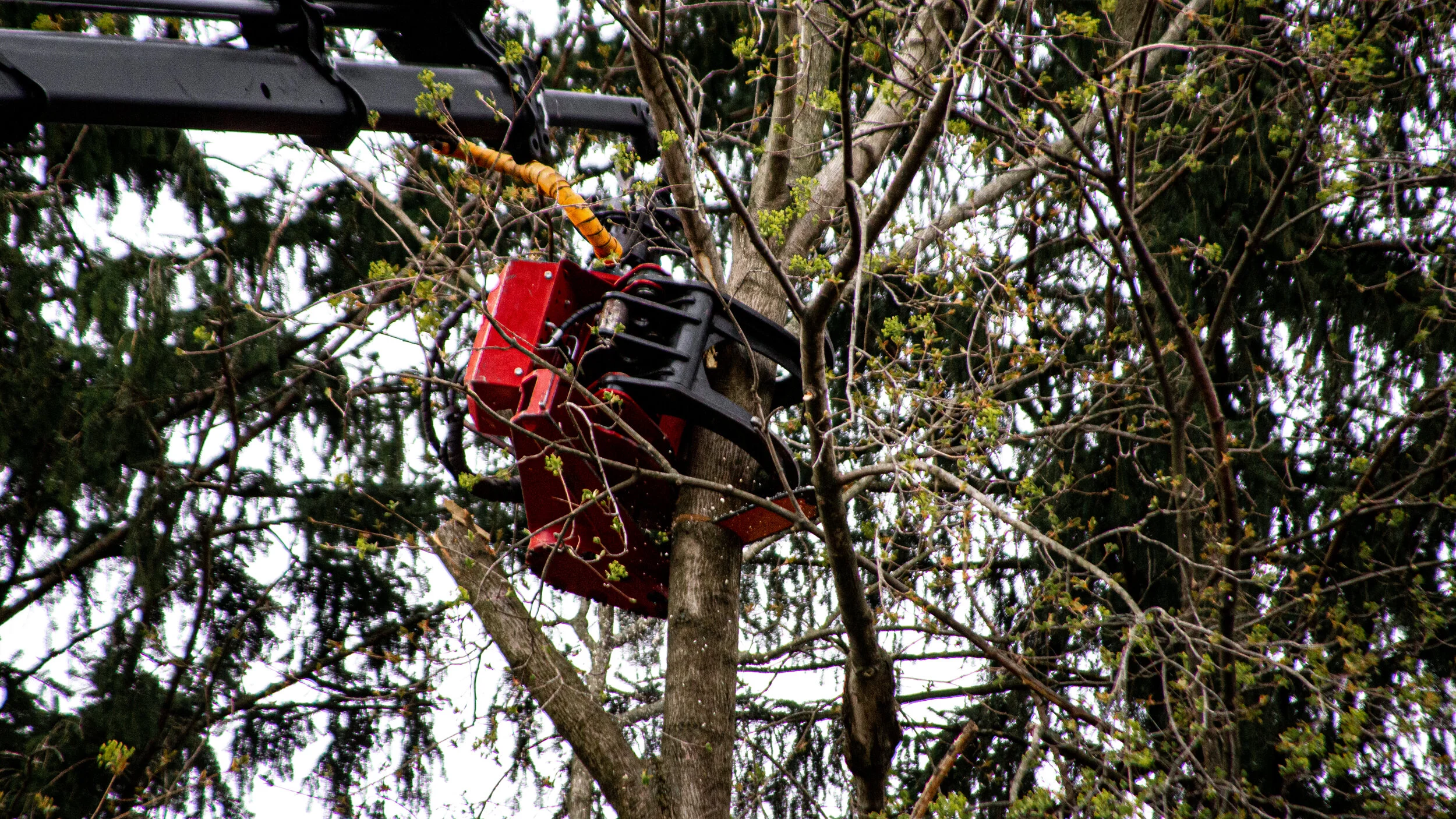 TreeMek — Loffredo's Tree Trimming & Removal - Williamsport & State ...