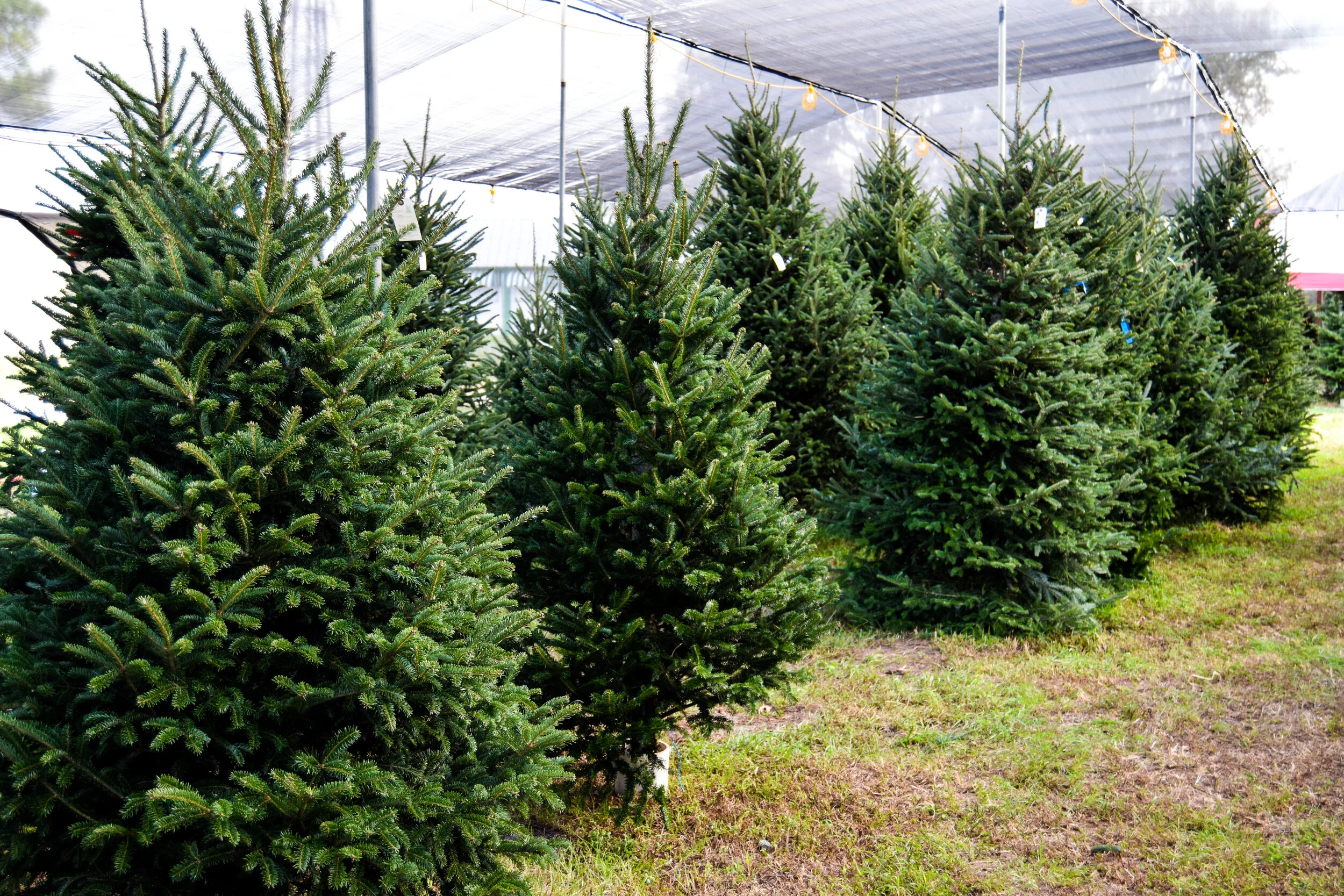 Care — Hart-T-Tree Farms