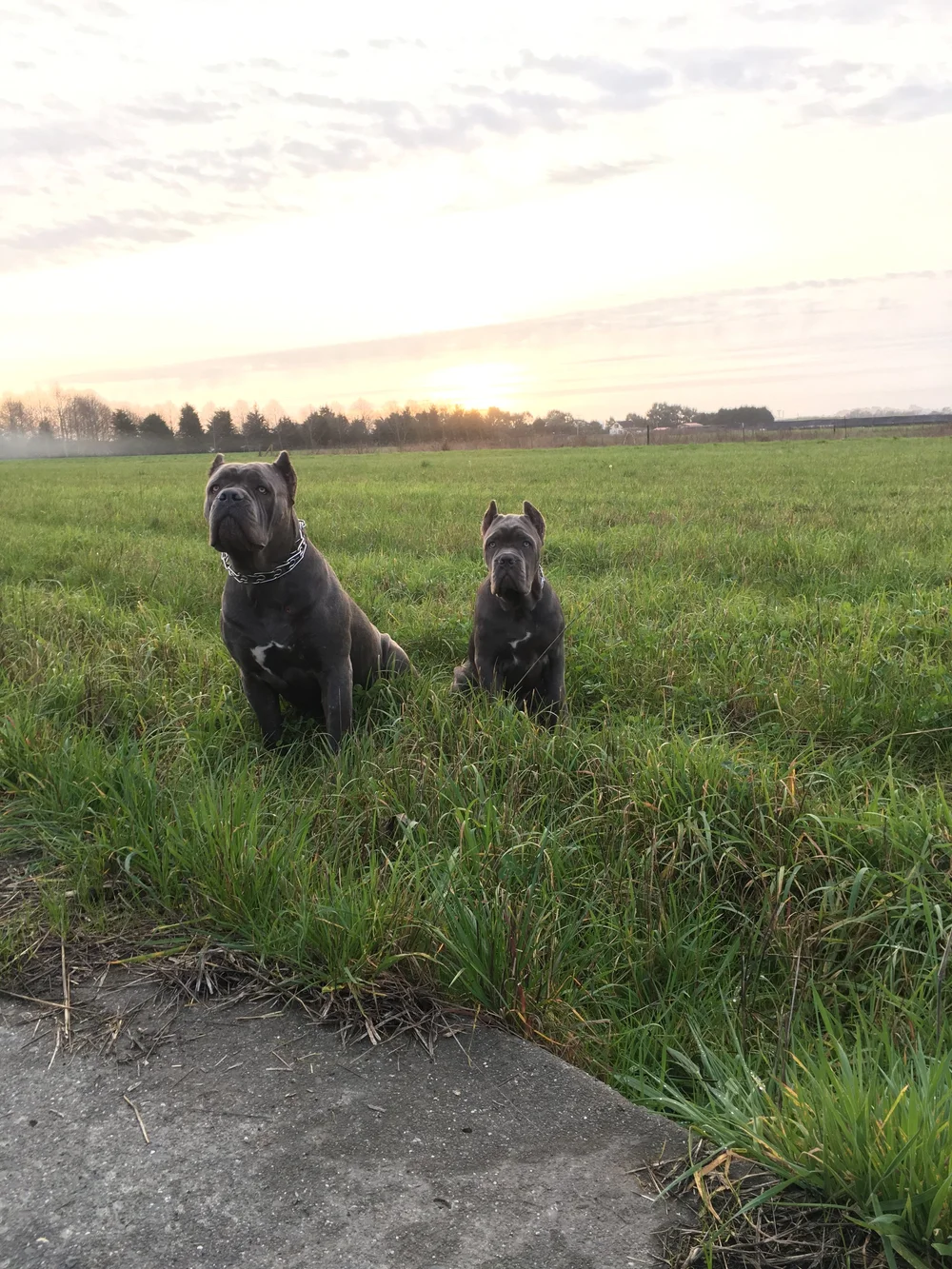 Antico Cane Corso