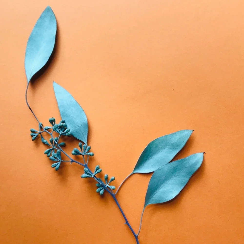 Acupuncture Wellness Debra Wood