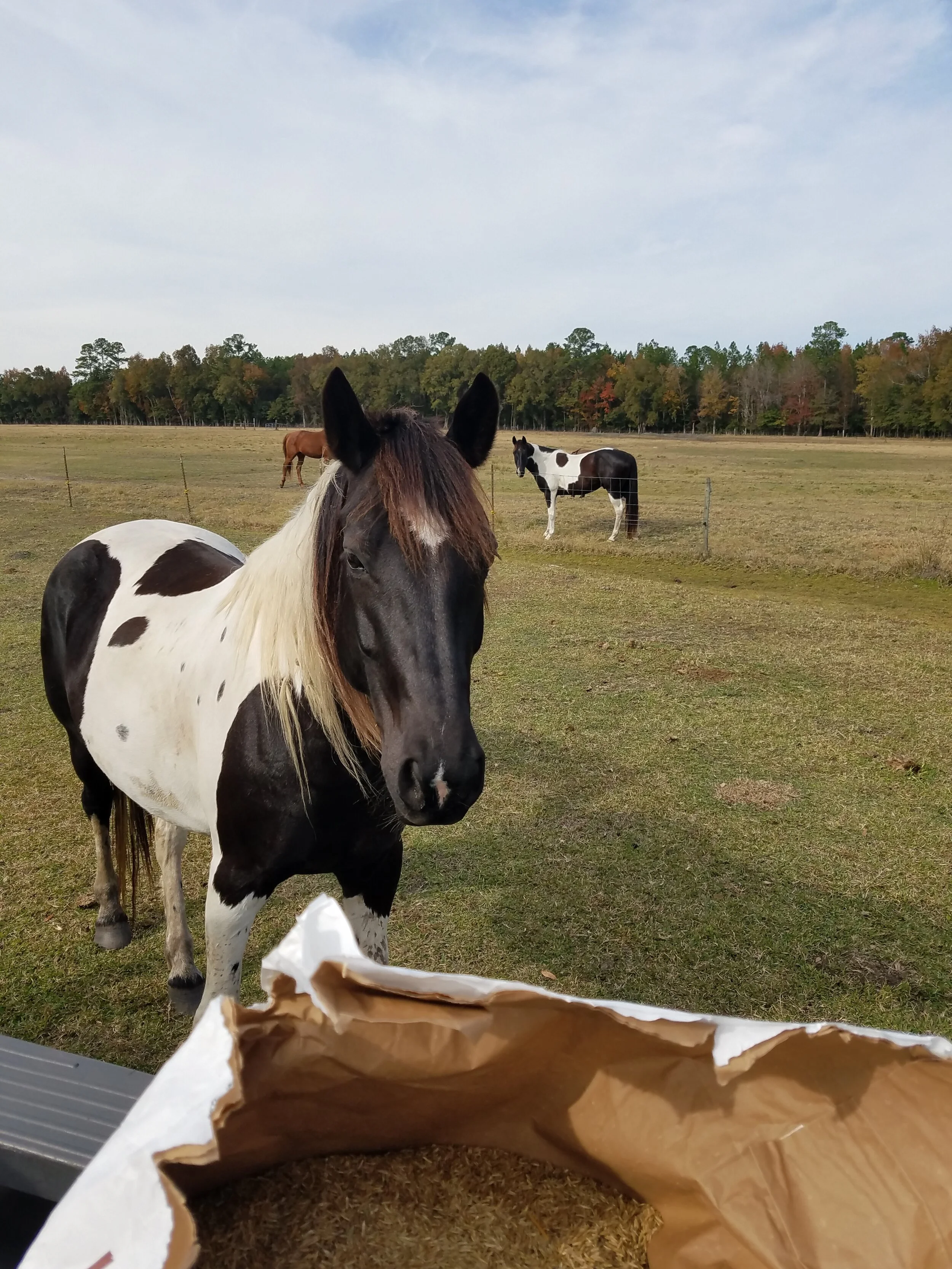 Bonnie Doone Farm