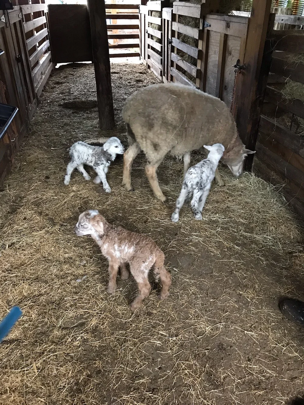 Bonnie Doone Farm
