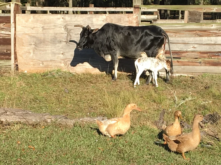 Bonnie Doone Farm