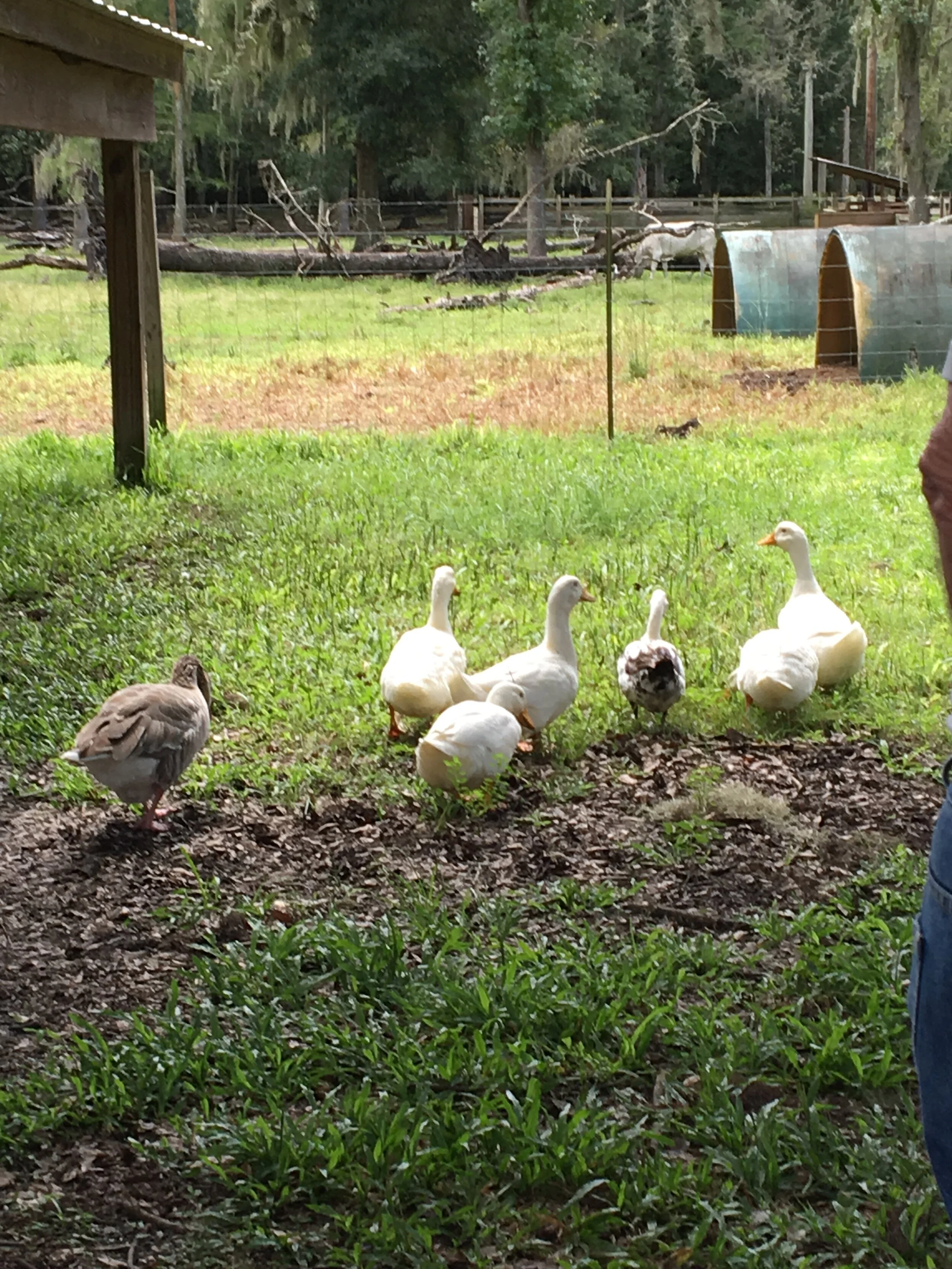 Bonnie Doone Farm