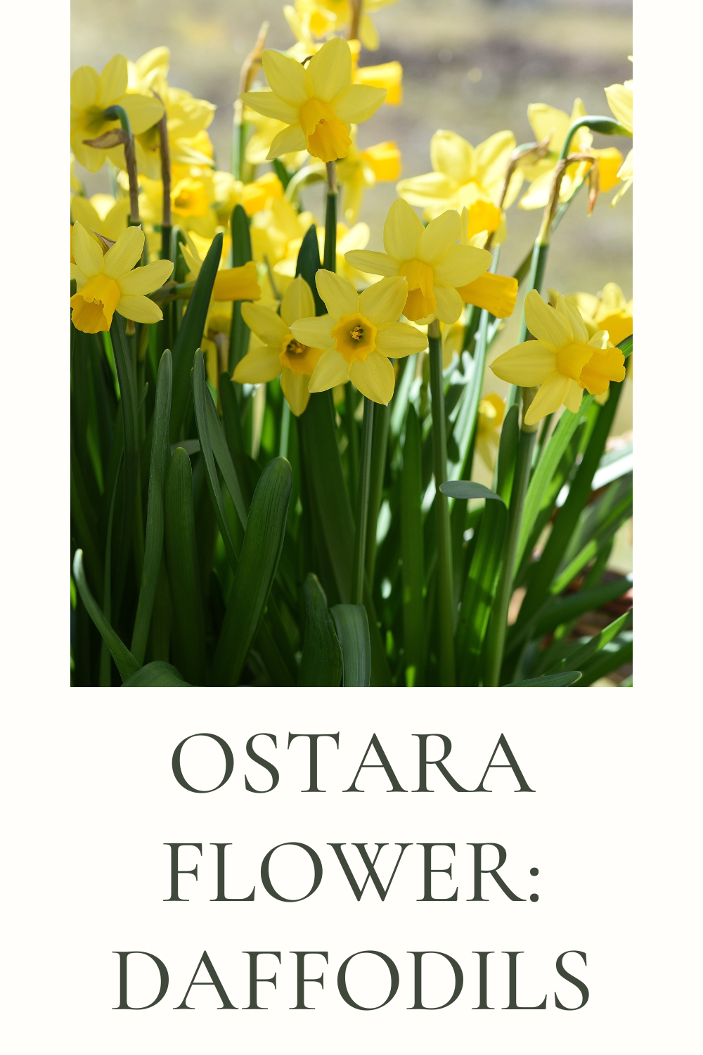 Ostara Associations