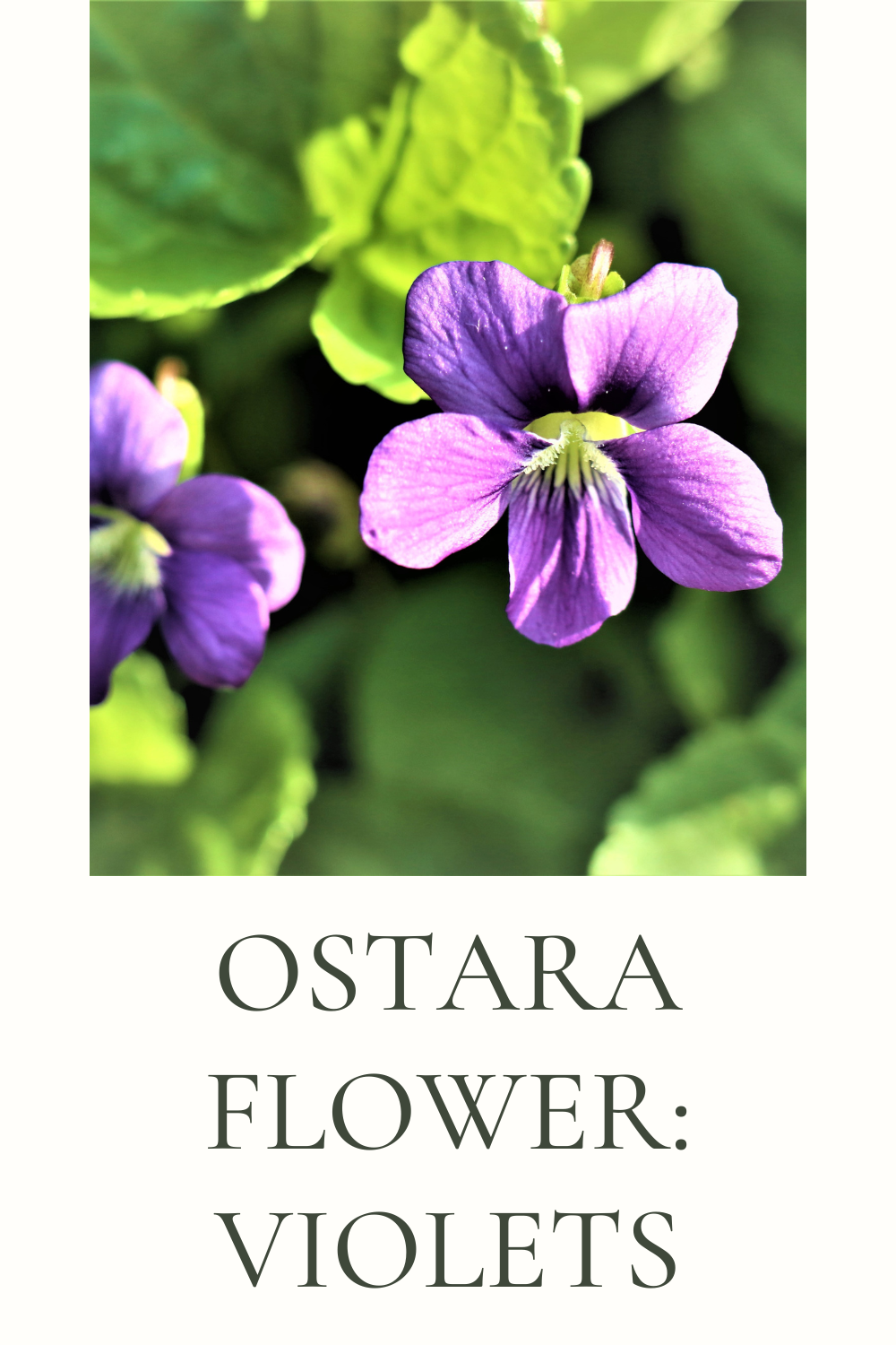 Introduction to Ostara