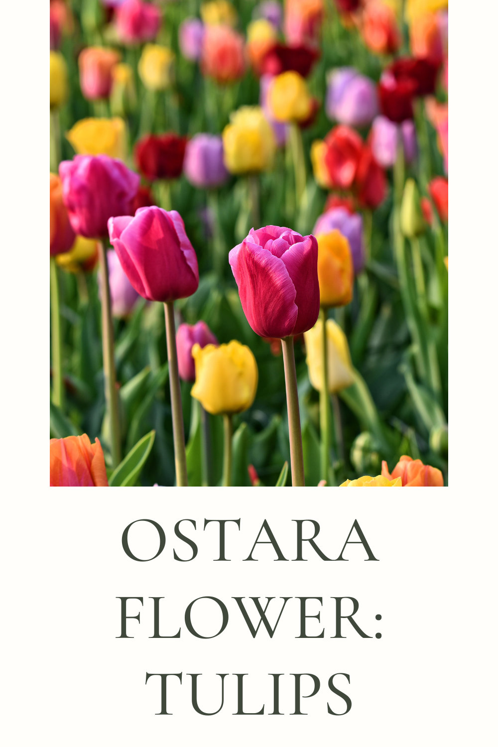 Introduction to Ostara