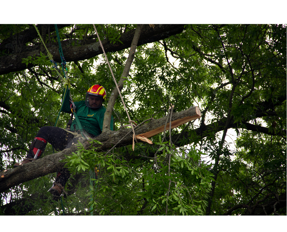 Our Work — Harrison Tree Service, Memphis