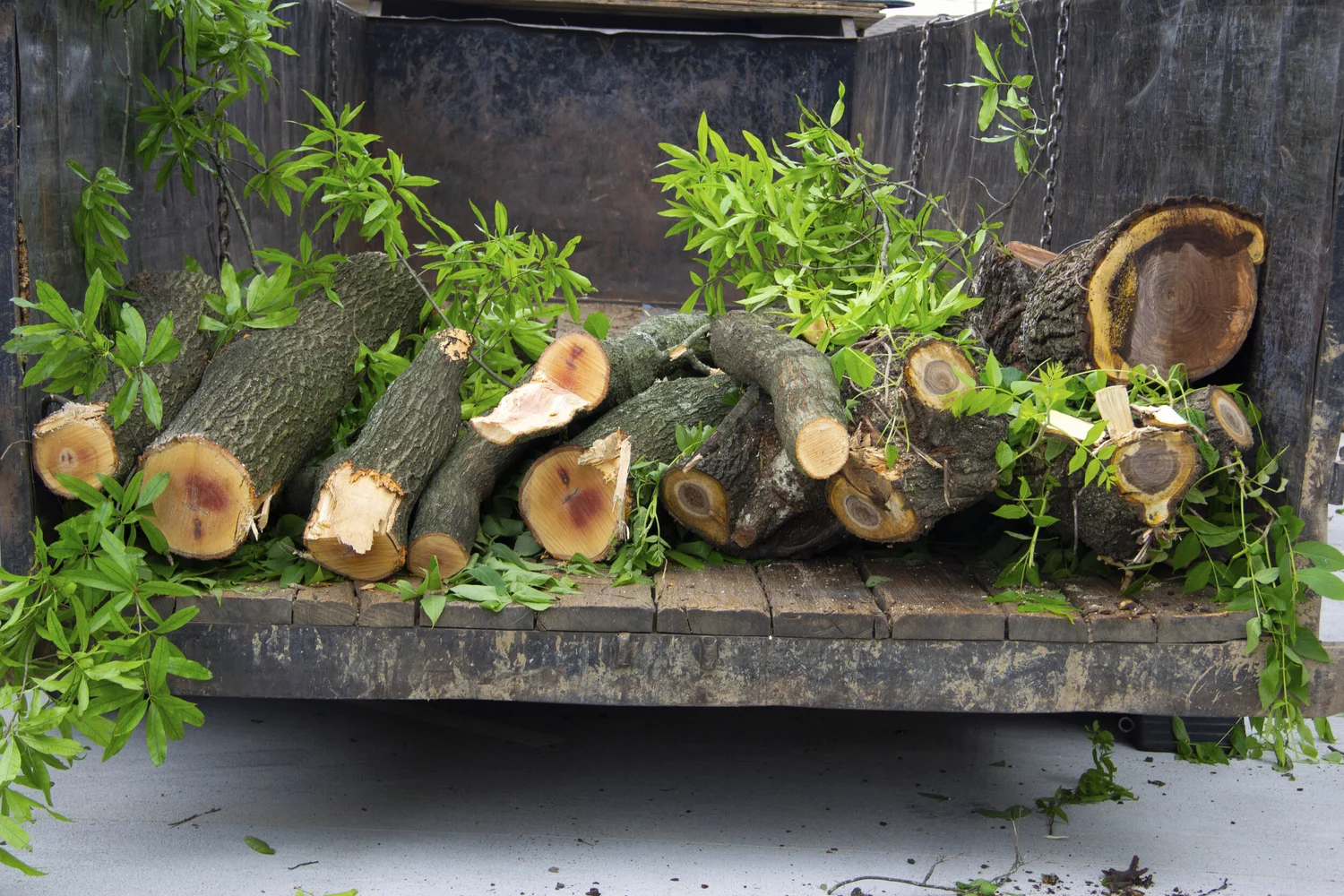 Our Services — Harrison Tree Service, Memphis