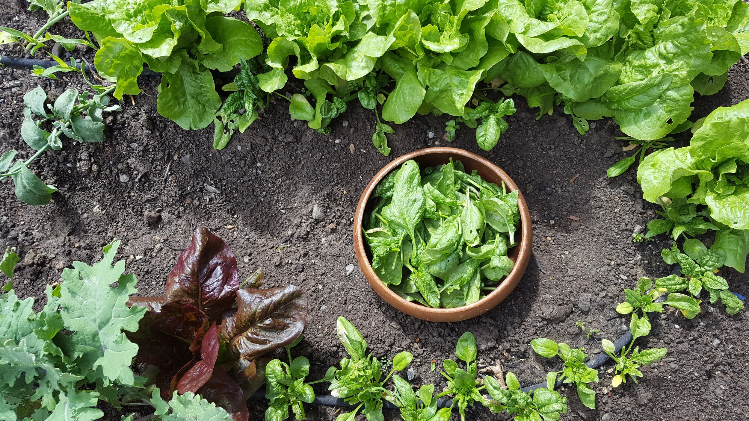 Solorio Vineyard Management