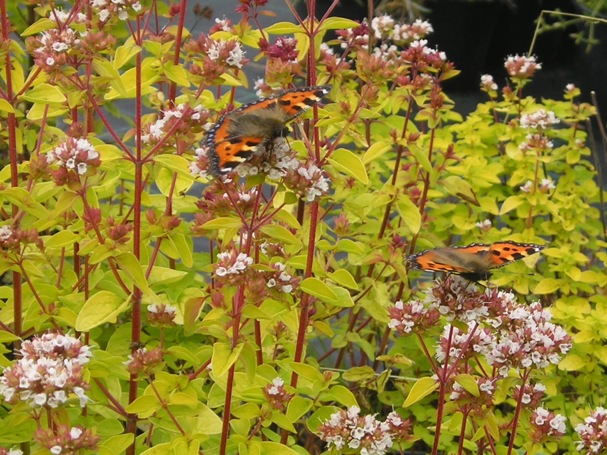 Plants H-O — Caherhurley Nursery