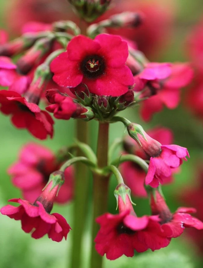 Plants P-Z — Caherhurley Nursery