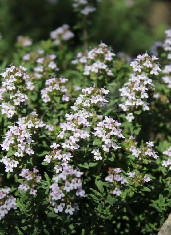 Thymus vulgaris 'Faustini' — Caherhurley Nursery