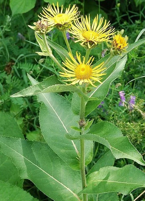 Plants H-O — Caherhurley Nursery