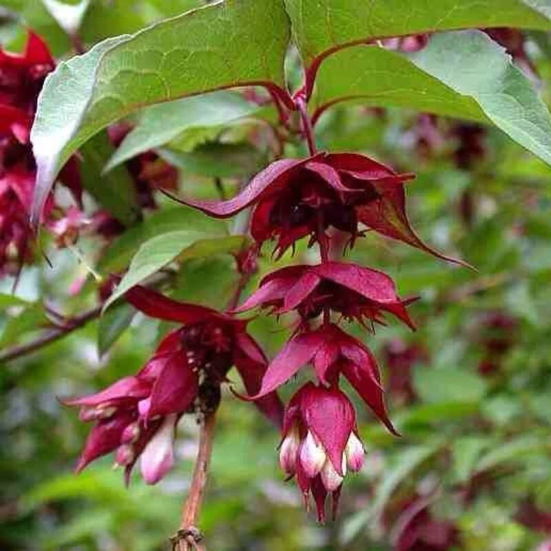 Shrubs — Caherhurley Nursery