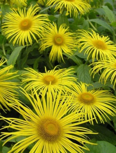 Inula orientalis 'Grandiflora' — Caherhurley Nursery
