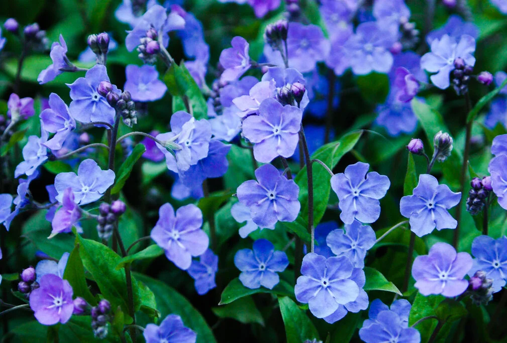 Plants H-O — Caherhurley Nursery