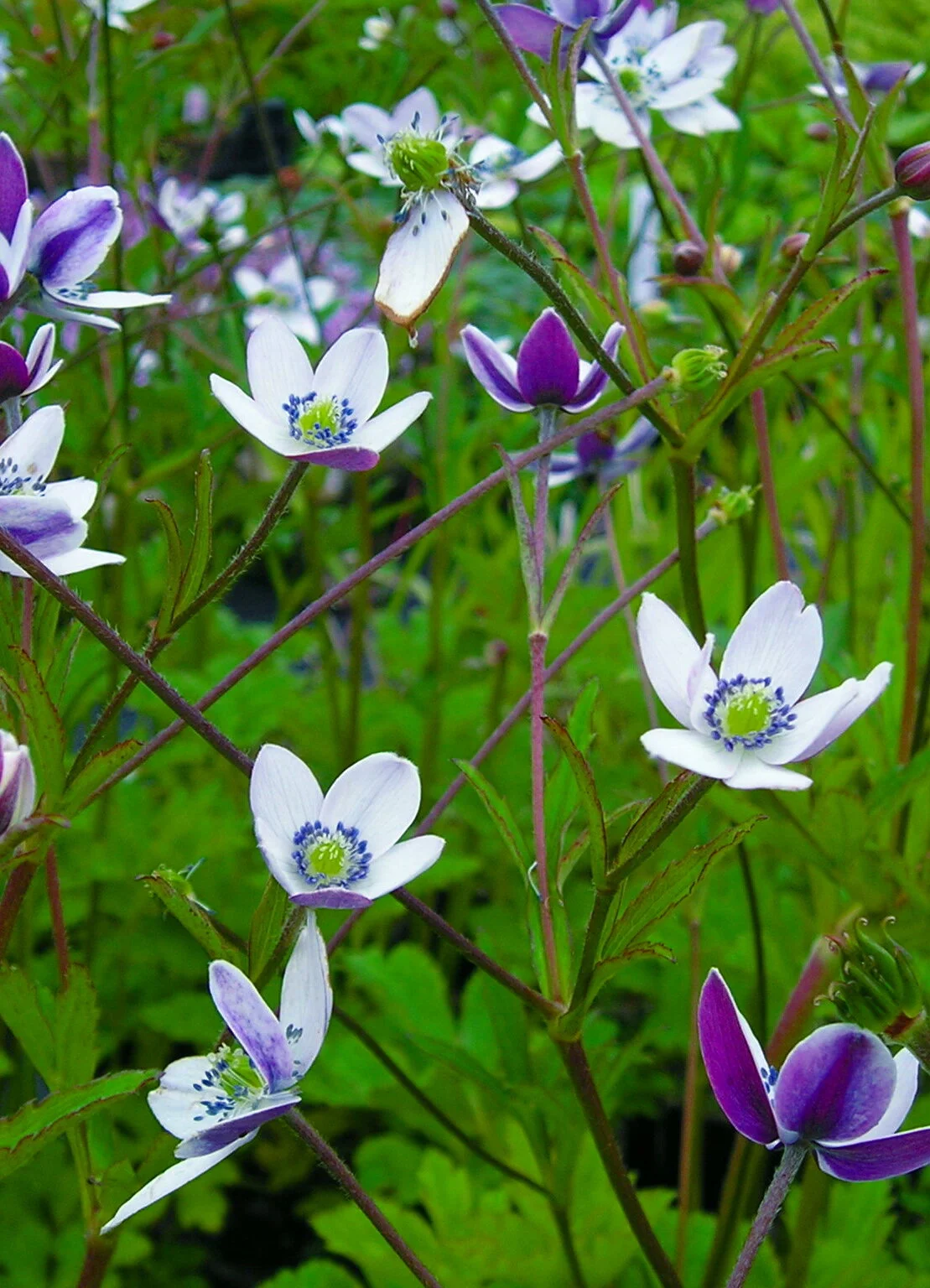 Plants A-G — Caherhurley Nursery