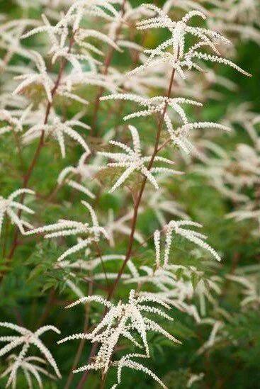 Plants A-G — Caherhurley Nursery