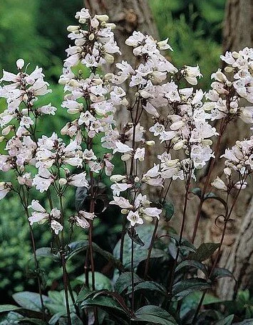 Plants P-Z — Caherhurley Nursery